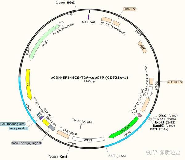pCDH-EF1a-MCS-T2A-copGFP 慢病毒表达载体 CD521A-1 绿色荧光 - 知乎