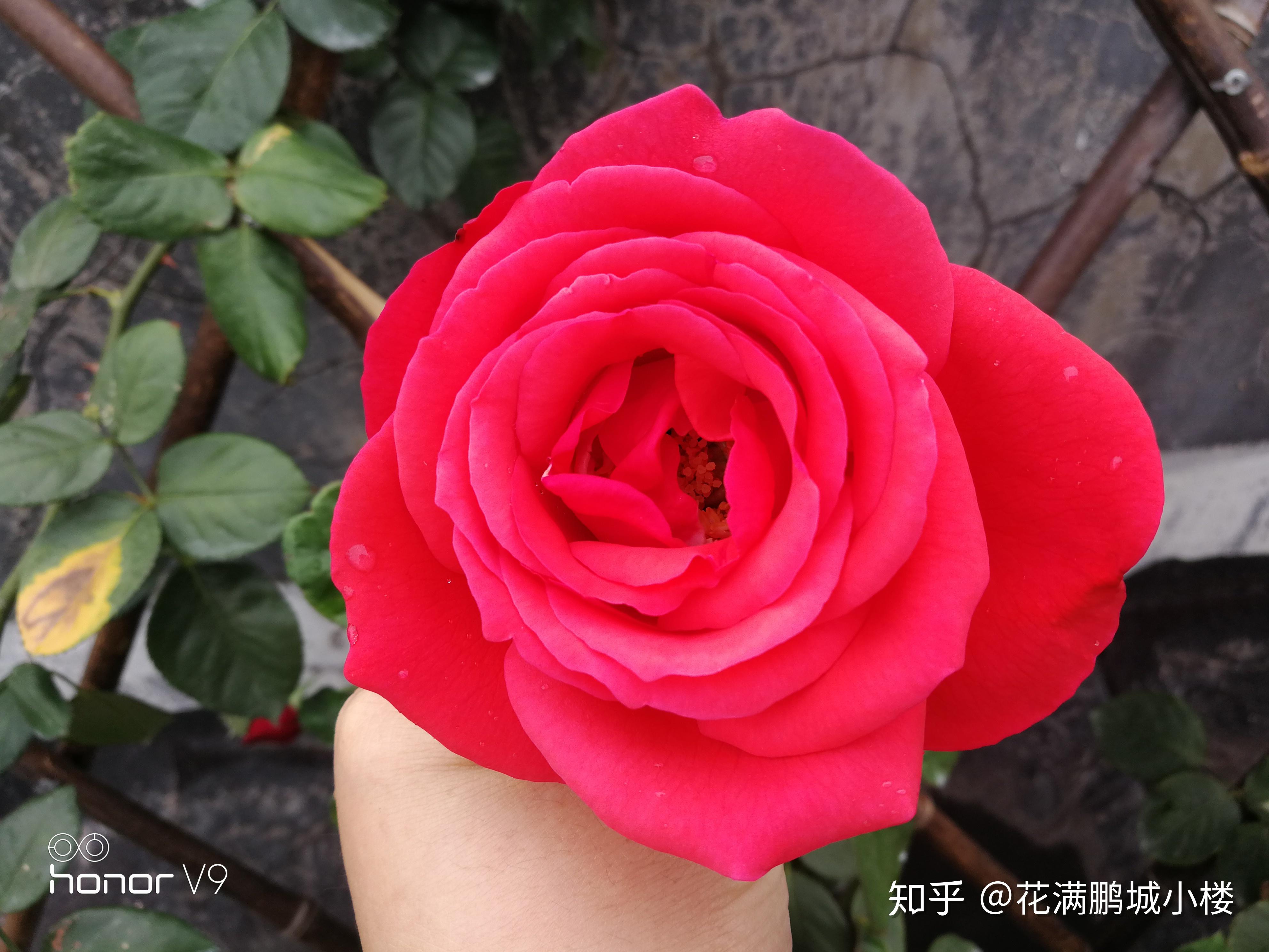 绯扇（Hiogi）——朱红色的日本大花月季 - 知乎