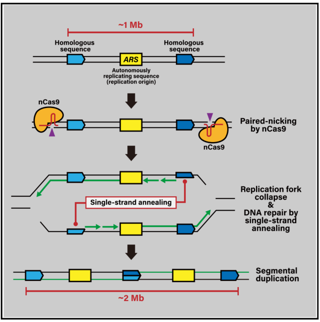 Cas9切口酶与配对gRNA诱导兆级DNA复制 - 知乎
