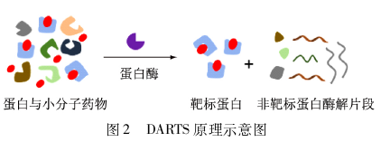 科研|药物亲和反应靶标稳定性（DARTS）技术 - 知乎