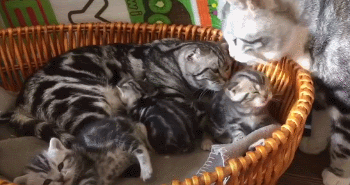 为什么 “美短猫”弃养率这么高？网友：不敢再养了！ - 知乎