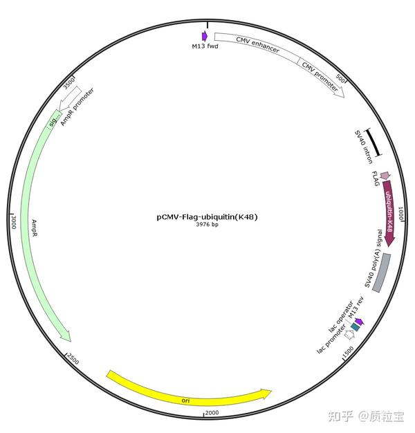 Flag标签泛素化相关质粒 - 知乎