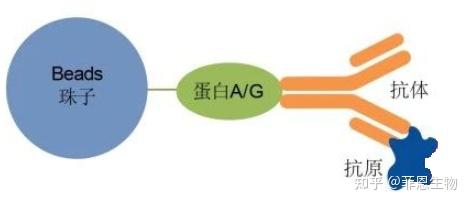 免疫沉淀（ip）实验：CoIP、RIP、CHIP的区别 - 知乎