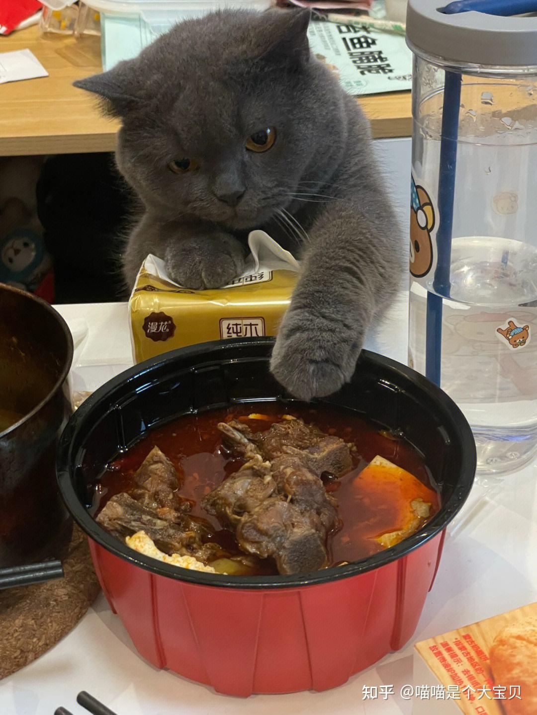 一只猫能 贱”到什么程度？网友：我差点弃养了 知乎