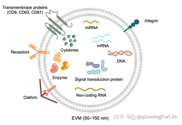 《AHM》综述：带你全面了解细胞外囊泡模拟物的前世今生 - 知乎