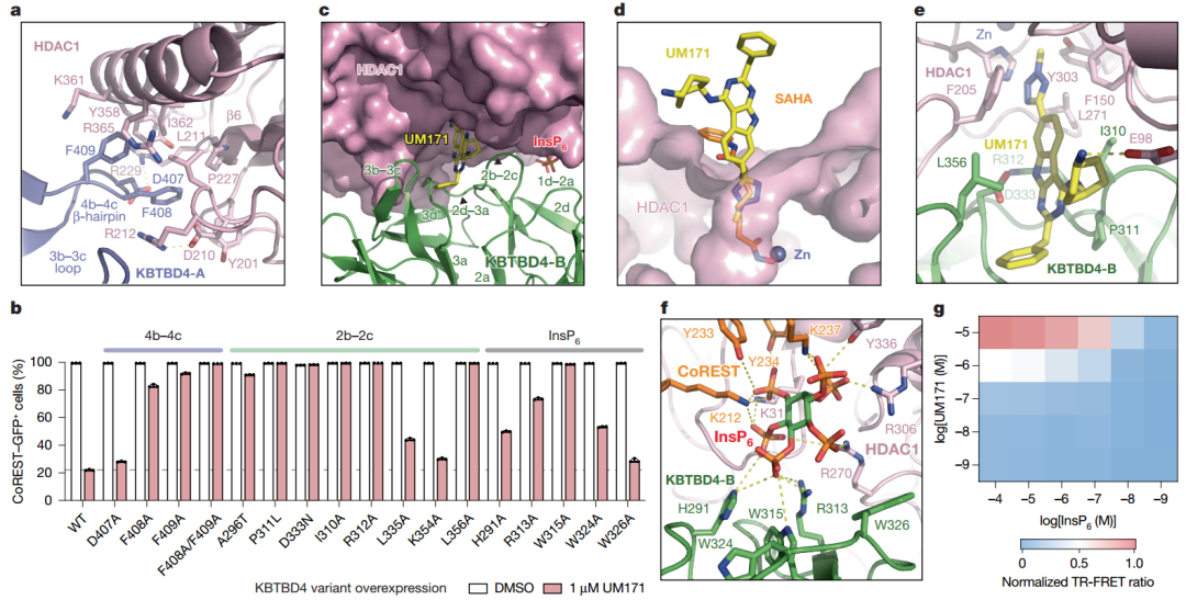 Nature背靠背 | 冷冻电镜揭示UM171 的分子胶作用机制及与癌症遗传突变的惊人相似性 - 知乎