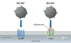 CCR5突变与抗HIV感染 - 知乎
