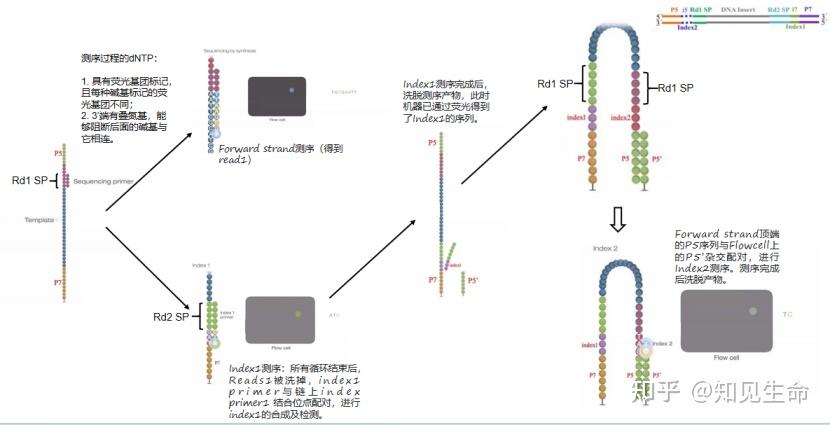 【学术分享第2期】NGS技术原理及其应用 - 知乎