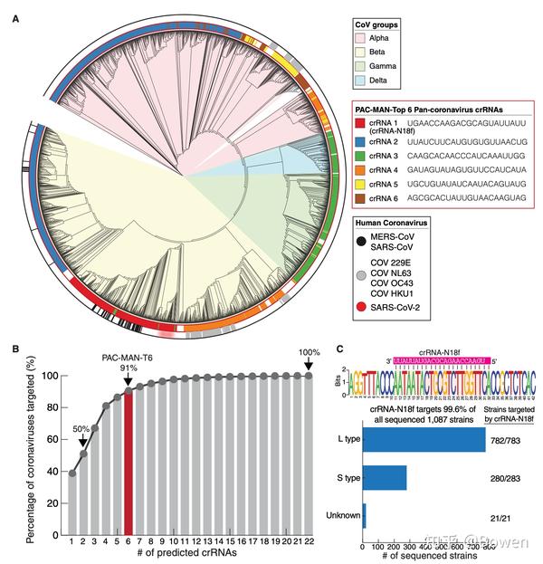 CRISPR-Cas13系统抗病毒应用 - 知乎