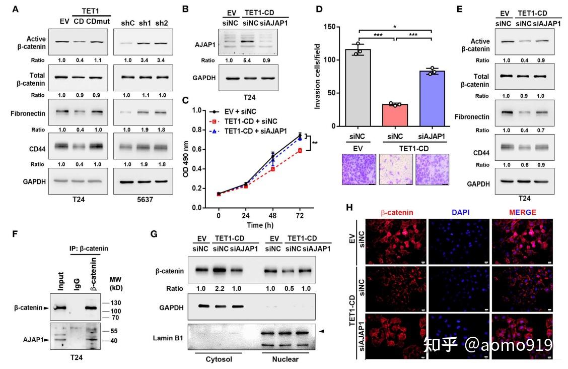 AbMole科研-TET1的下调通过减少AJAP1的DNA羟甲基化促进UBC细胞增殖和侵袭 - 知乎