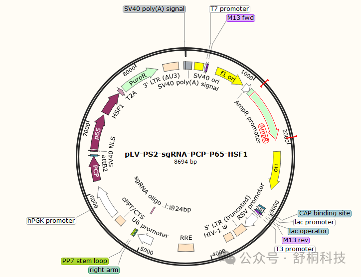 CRISPR SAM：激活内源基因表达的高效便利工具 - 知乎