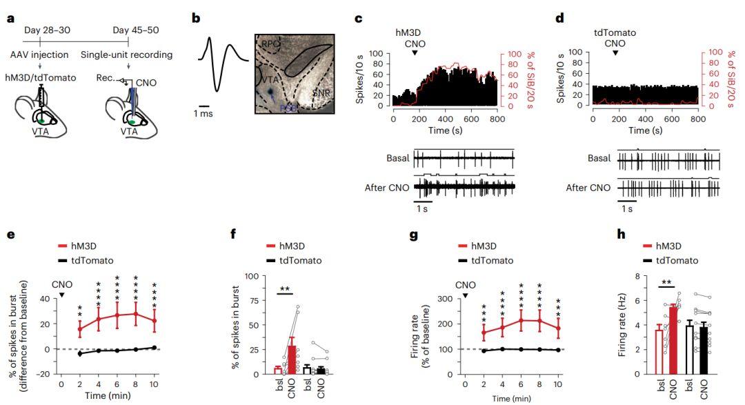 星形胶质细胞介导VTA多巴胺神经元一种新形式的突触可塑性--bLTP - 知乎