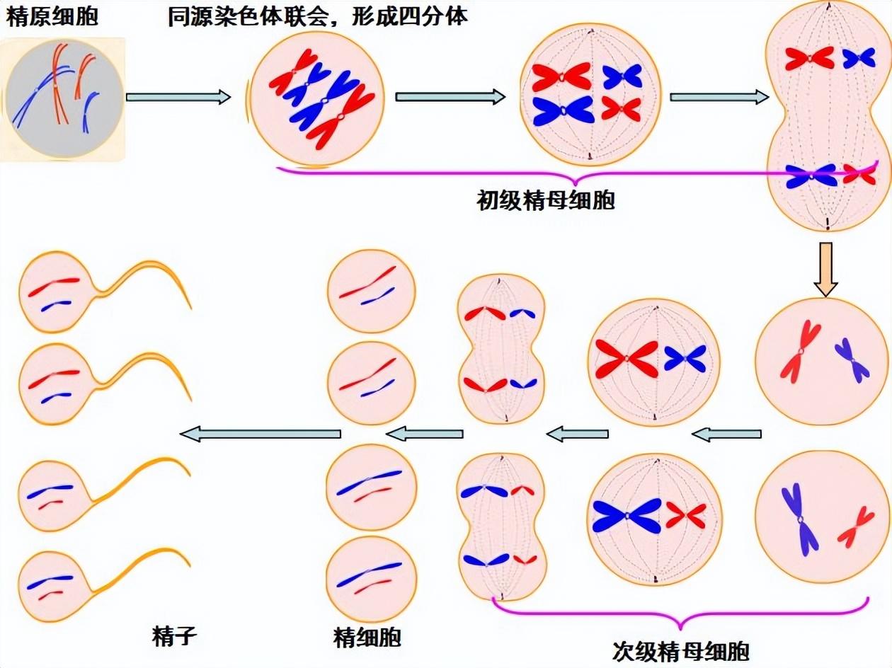 精子是怎样形成的?我国科学家研究出重磅成果,破解其中关键谜题 知乎