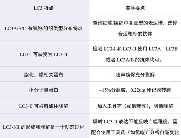 实验技巧 | 官方“自噬”实验操作指南之WB检测LC3 - 知乎