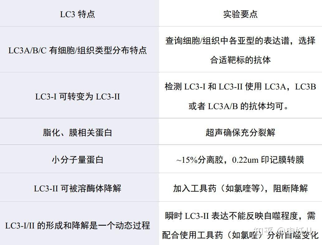实验技巧 | 官方“自噬”实验操作指南之WB检测LC3 - 知乎