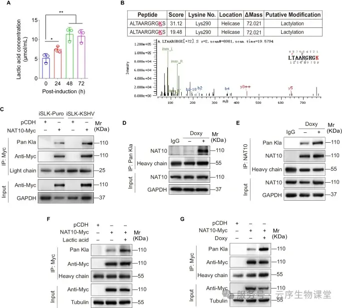 云序用户CDD IF 13.7|acRIP-tRNA-seq解析NAT10乳酰化促进致癌病毒KSHV复制中tRNA的ac4C修饰 - 知乎