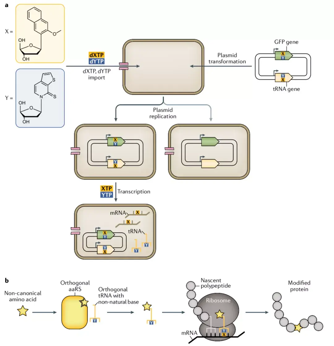 NAT REV GENET | 遗传密码子重编程：非典型氨基酸蛋白质合成 - 知乎