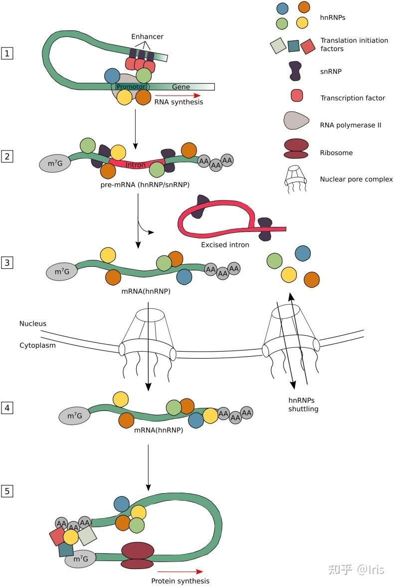 异构核糖核蛋白颗粒 | Heterogeneous ribonucleoprotein particle - 知乎