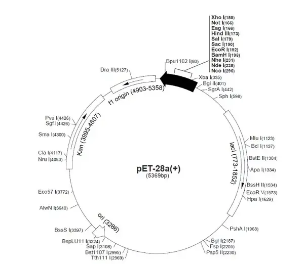 蛋白表达的好帮手-pET载体 - 知乎