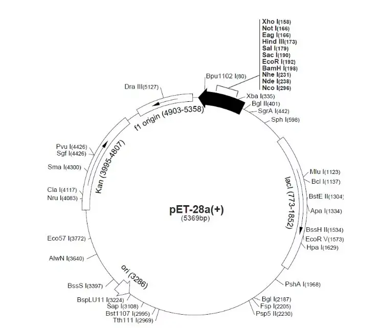 蛋白表达的好帮手-pET载体 - 知乎