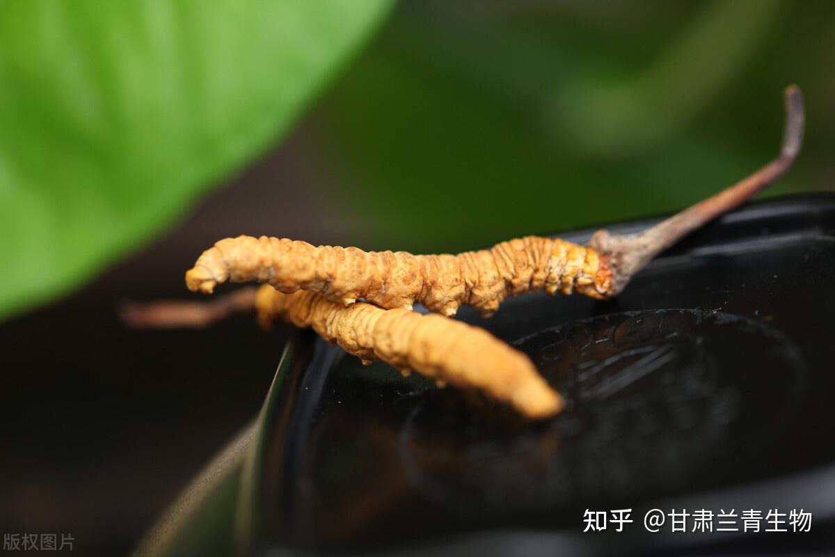 干虫草和鲜虫草哪个好？【兰青生物】 - 知乎