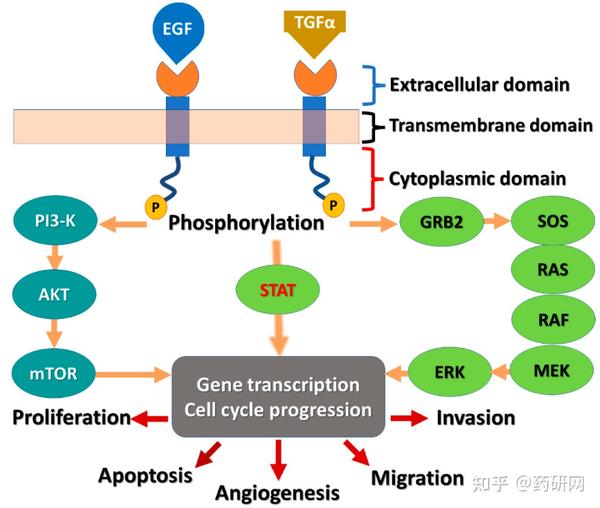 聚焦激酶：EGFR、KRAS - 知乎