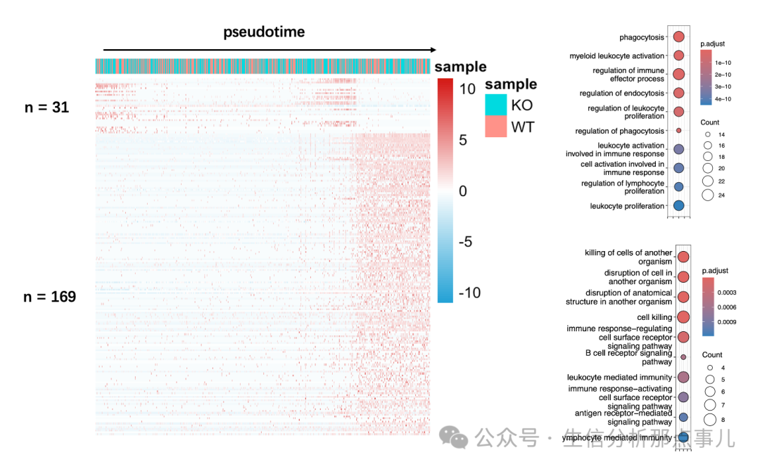 monocle2: 个性化热图+GO富集分析（1） - 知乎