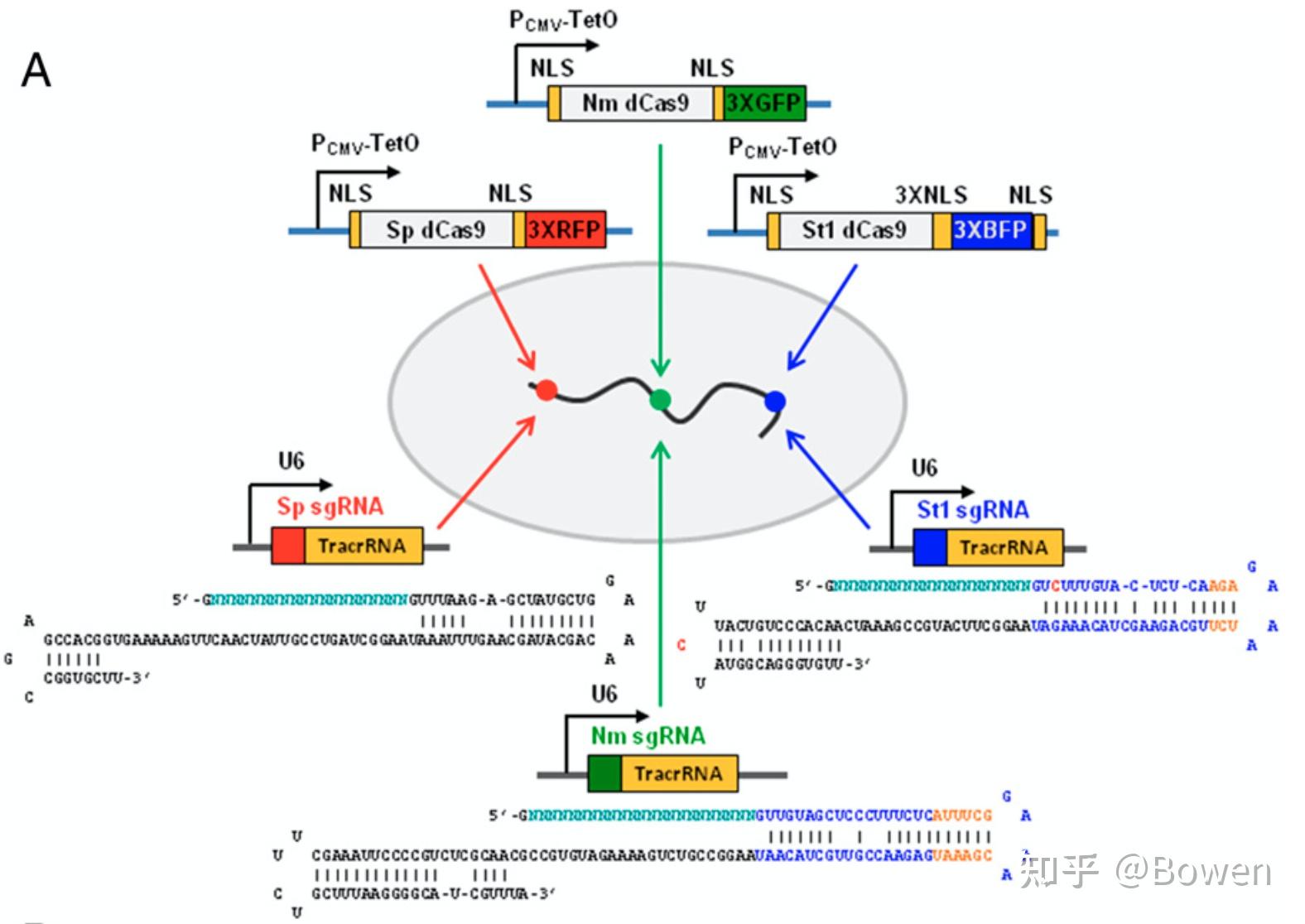 基于CRISPR-dCas9系统的DNA成像技术 - 知乎