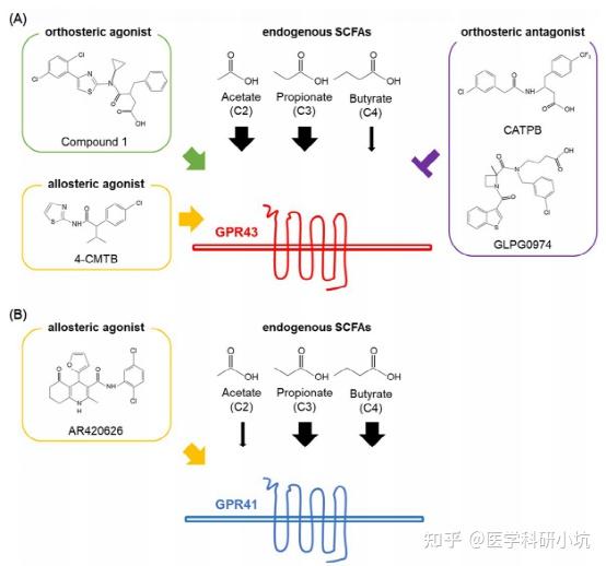 Pharmacol Ther：短链脂肪酸受体和肠道菌群作为代谢、免疫和神经系统疾病的治疗靶点 - 知乎