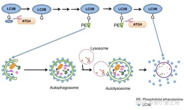 一文解读细胞自噬：研究思路&检测方法 - 知乎