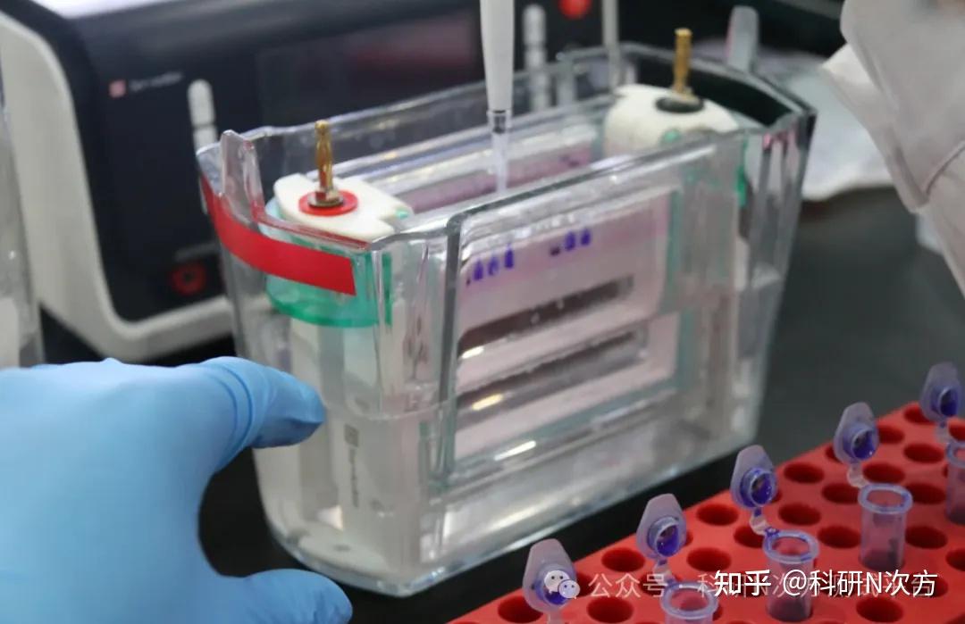 科研干货 | WB、ELISA、IHC 三大实验，听我的！一文全搞定！ - 知乎