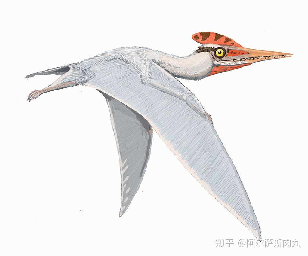 「Prehistoric Park丨史前公园 5」天空帝国沉浮录—翼龙王朝简史 - 知乎