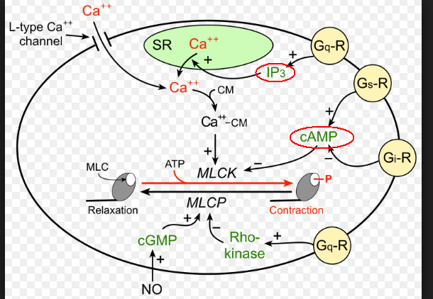 Gs受体、Gq受体激活之后分别是让平滑肌舒张还是收缩？ - 知乎