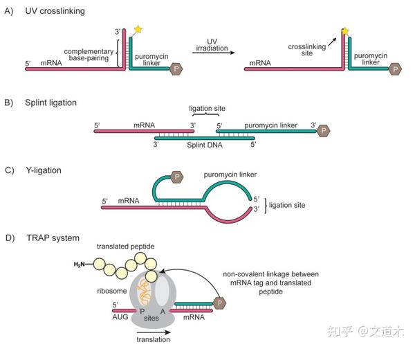 展示技术之mRNA Display（1） - 知乎