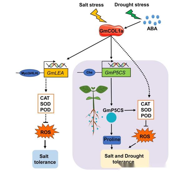 CONSTANS-LIKE 1a 正向调节大豆的耐盐耐旱性 - 知乎