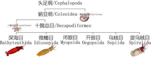 明了海鲜｜乌贼、墨鱼、鱿鱼、章鱼都有什么不同（中）（作者：Zam） - 知乎