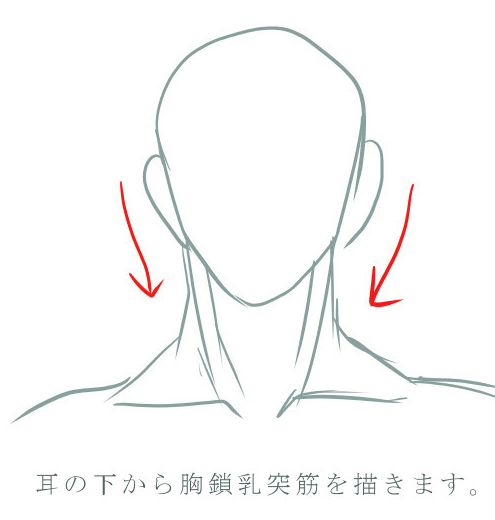 漫画人体颈椎脖子怎么画？教你绘制不同朝向的颈椎脖子画法！ 知乎