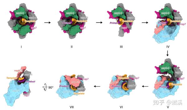 抗病毒药物靶点—病毒RNA复制酶 - 知乎
