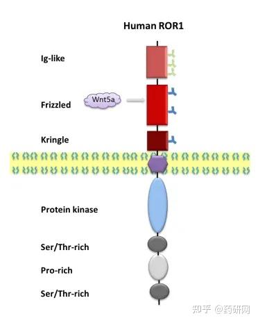 ROR1在癌症中的双重身份：促癌信号枢纽与新兴治疗靶点 - 知乎