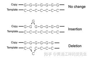 微卫星不稳定性与肿瘤的诊断和治疗 - 知乎