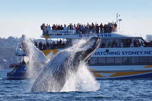 观鲸到极致 | 这些北美地点，务必不要错过 - 知乎