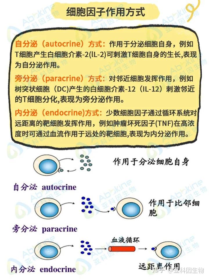 【细胞因子基础篇】-认识细胞因子 - 知乎