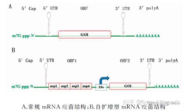 mRNA疫苗全面解读-1（疫苗分类与机理） - 知乎