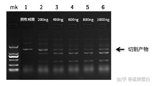 "基因魔剪"-CRISPR/Cas9系统介绍及转染体系选择 - 知乎