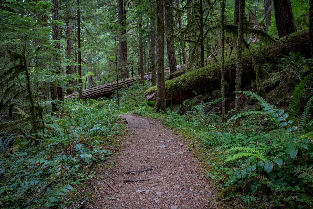 高树步道（Tall Trees Trail）和高树林（Tall Trees Grove） - 知乎