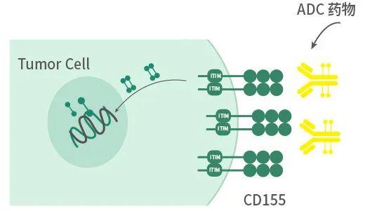 CD155，下一个PD-L1？ - 知乎