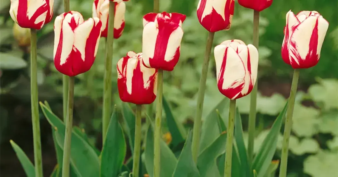 为什么Miscellaneous Tulips被叫做原生郁金香？ - 知乎