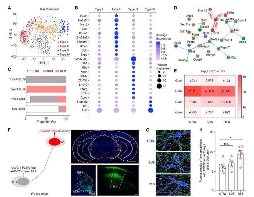 抑郁症研究再发Cell：朱心红教授团队揭示“心理韧性”生物学机制 - 知乎