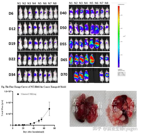 肿瘤药效评价的首选模型——CDX小鼠 - 知乎