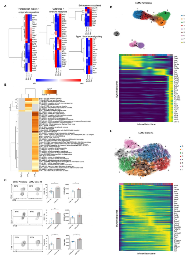 CD8 T细胞在感染过程中的转录和表观图谱 - 知乎